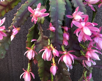 German Empress Epiphyllum 1 Cutting disocactus Phyllanthoides 6 8 ...