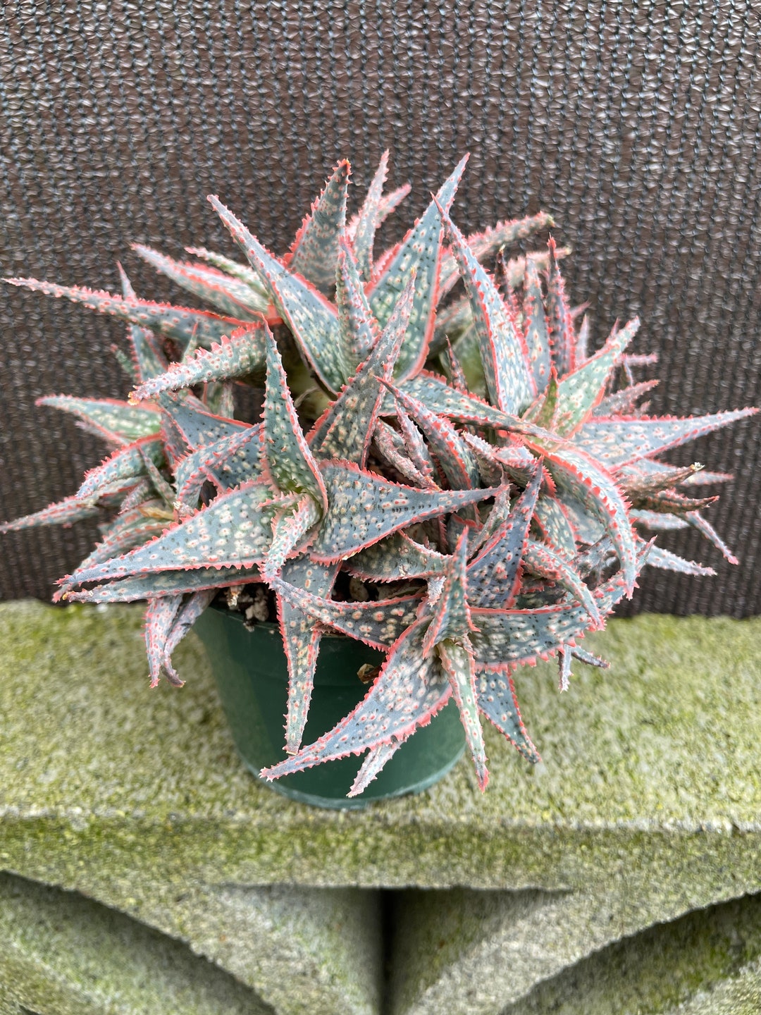 Aloe bright Star - Etsy