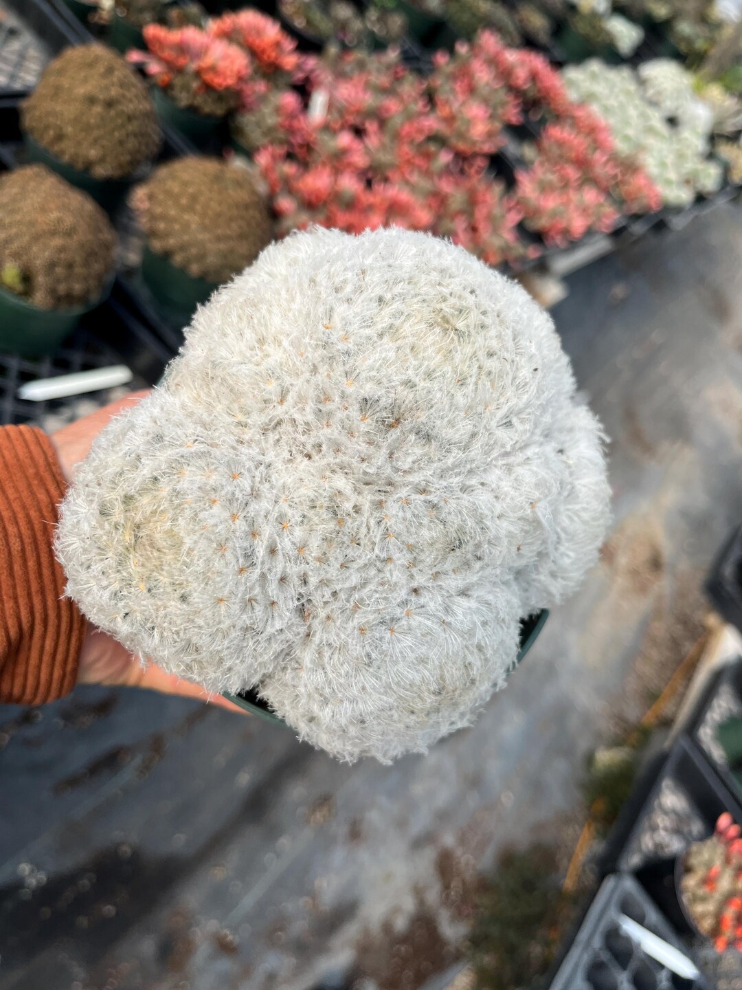 Mammillaria Plumosa “feather Cactus” - Etsy