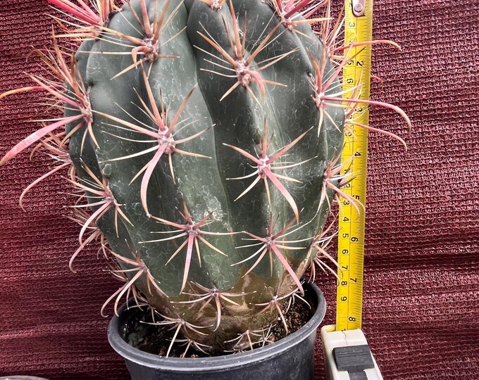 Ferocactus Gracious Coloratus. ‘fire Barrel Cactus’ - Etsy