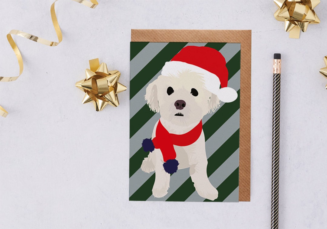 White Fluffy Dog, Westie, Cockapoo, Lhasa Apso, Havanese, Shitsu ...