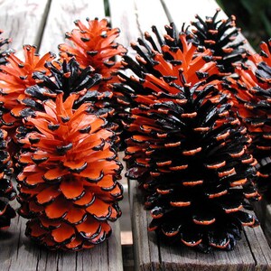 Painted Pinecones From Florida, Home Decor Cones, Holiday Pinecones ...
