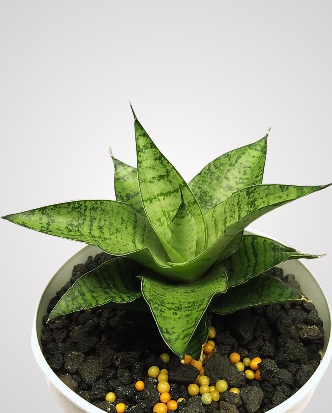 Sansevieria Hybrid Marga Has Unique and Beautiful Leaf Motif Perfect ...