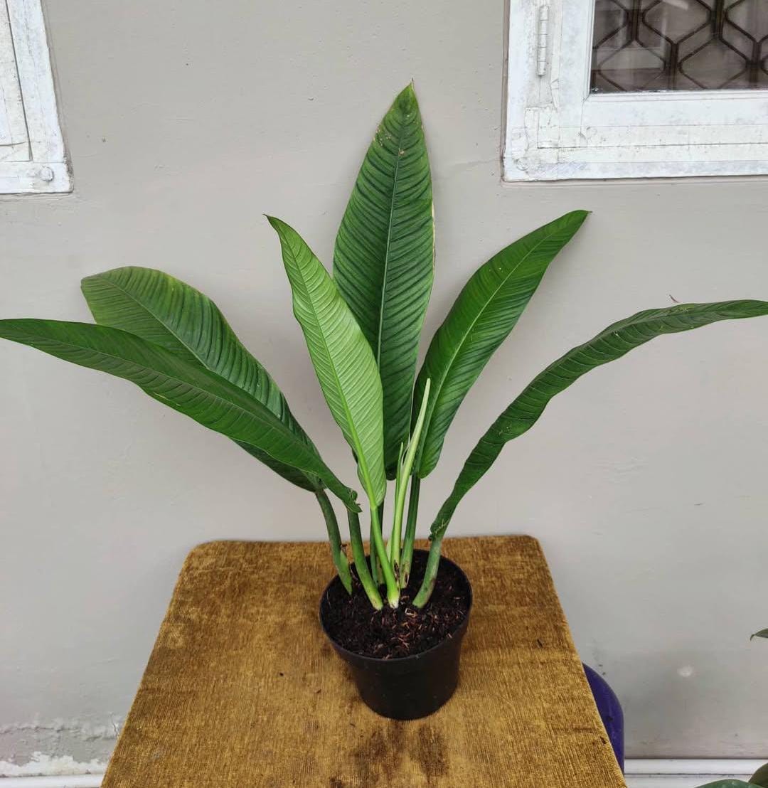 Philodendron Lynette Very Beautiful Leaves Perfect Condition Fast ...