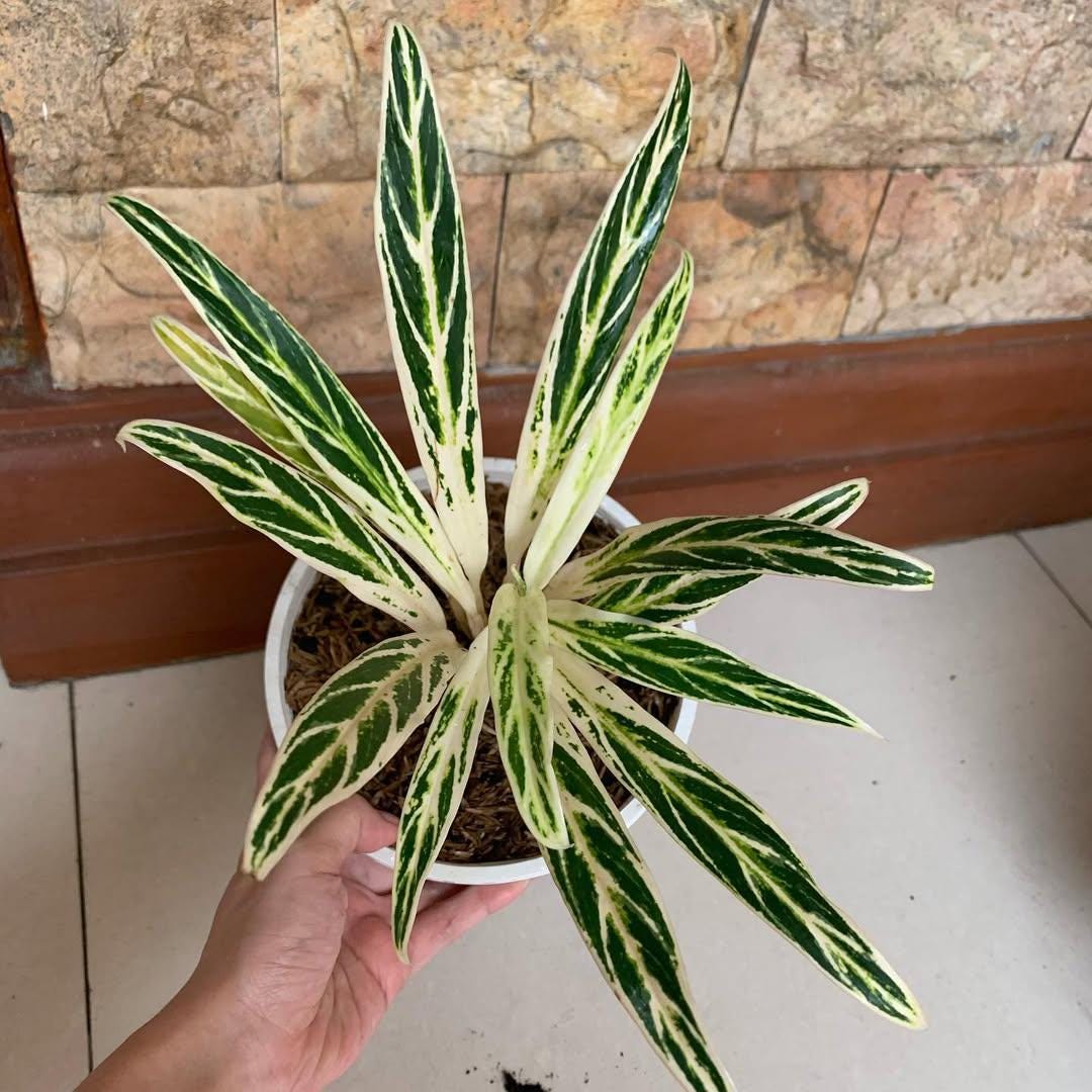 Aglaonema Bamboo Very Beautiful Leaf Fast Growing Perfect Condition ...
