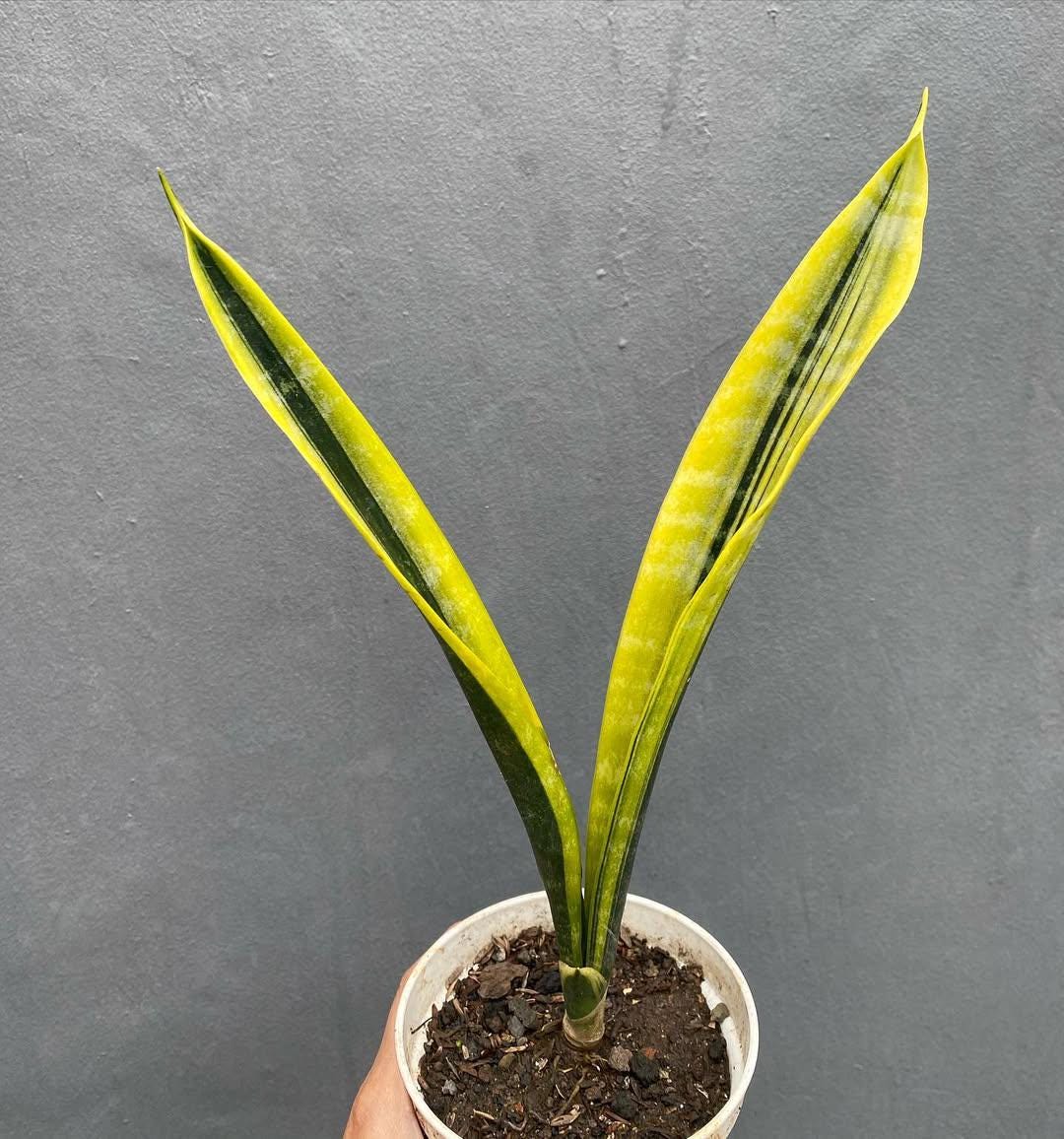 Sansevieria Lillian True Has Unique and Beautiful Leaf Motif Perfect ...