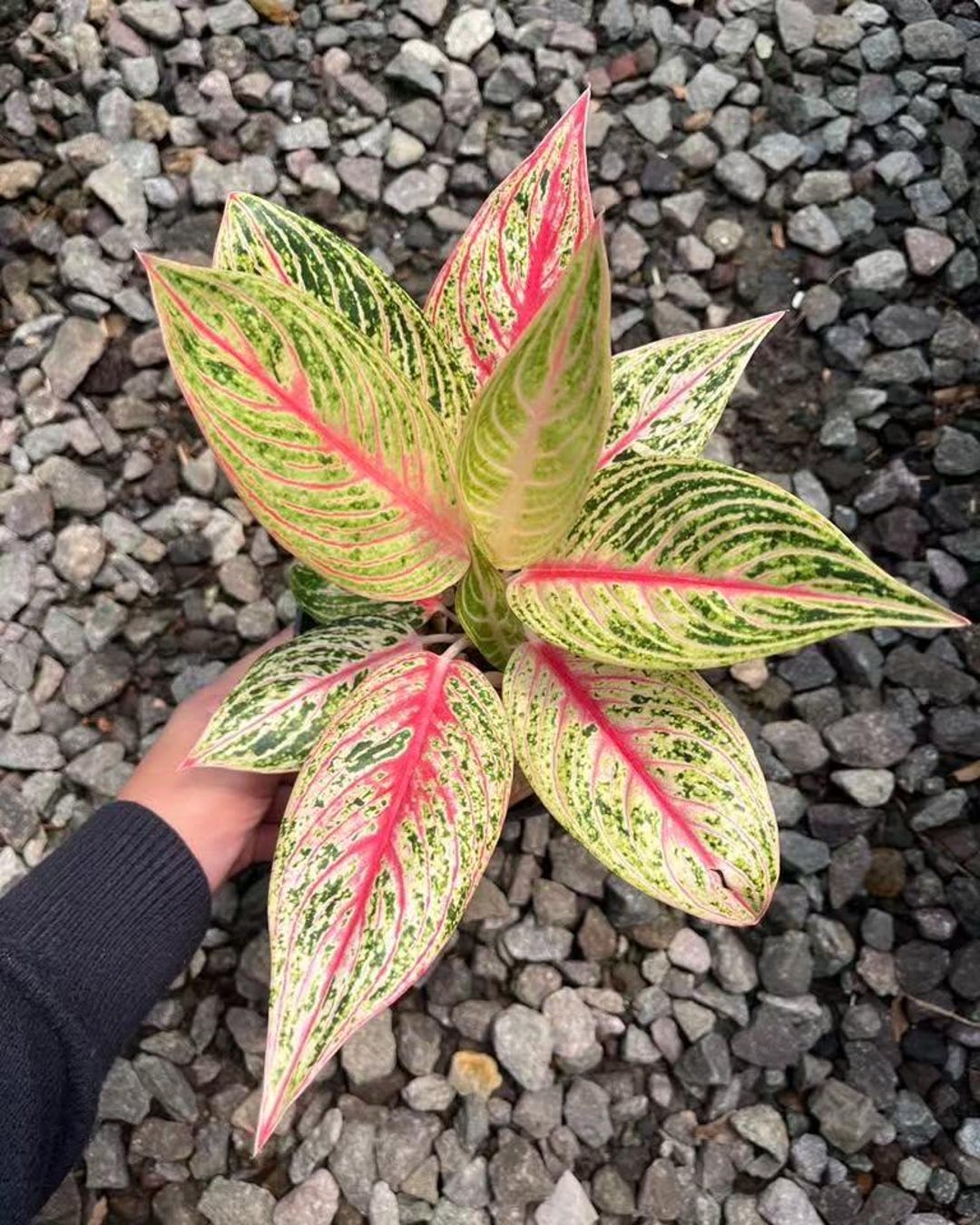 Aglaonema Red Legacy Very Beautiful Leaf Fast Growing Perfect Condition ...