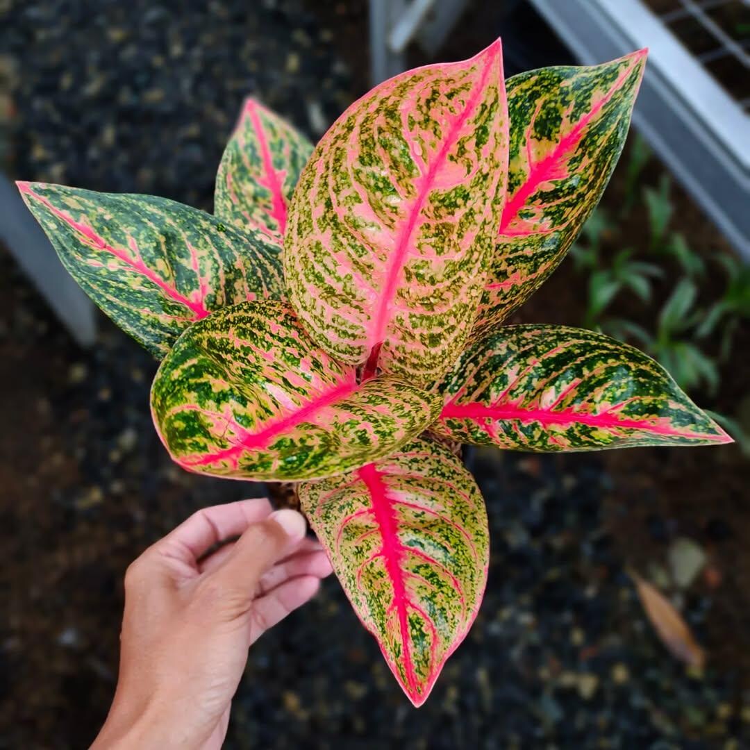Aglaonema Widuri Very Beautiful Leaf Veins Fast Growing Perfect ...