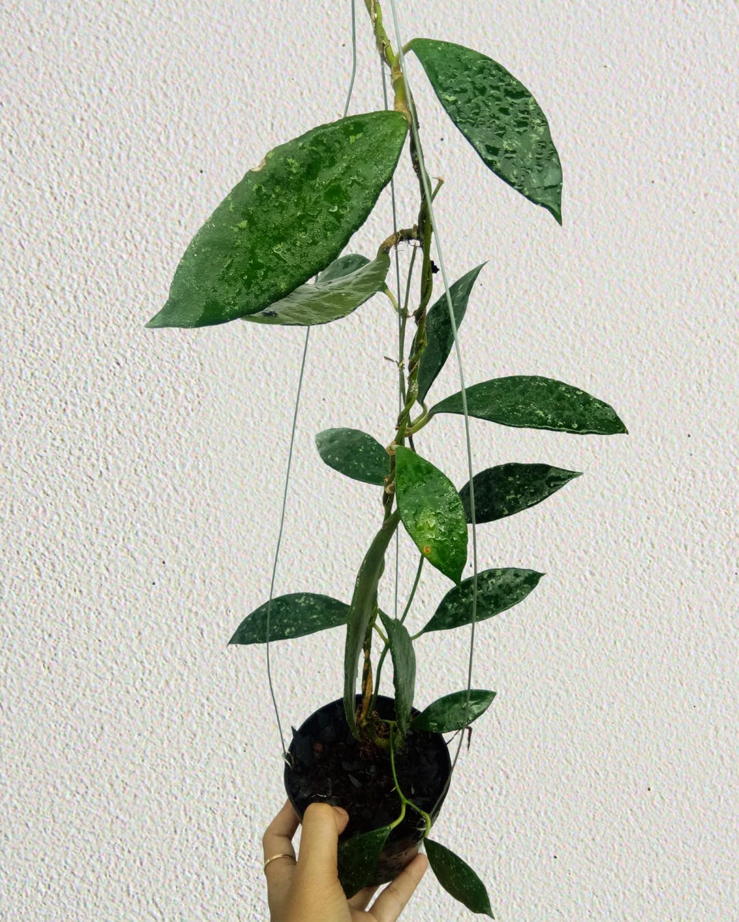 Hoya Rundumensis Has Unique and Beautiful Leaves Best Quality - Etsy