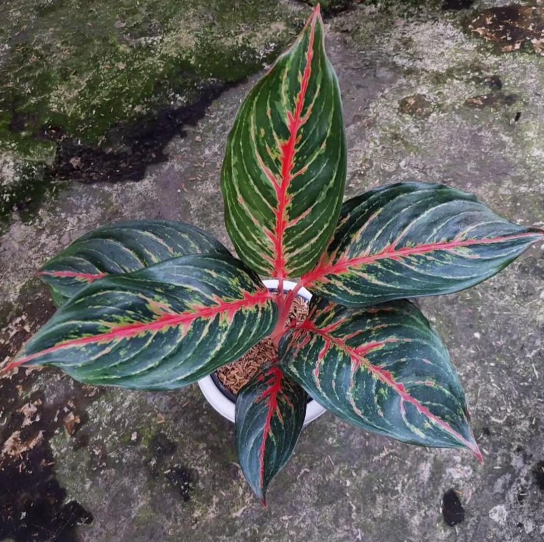 Aglaonema Red Borju Very Beautiful Leaf Fast Growing Perfect Condition ...