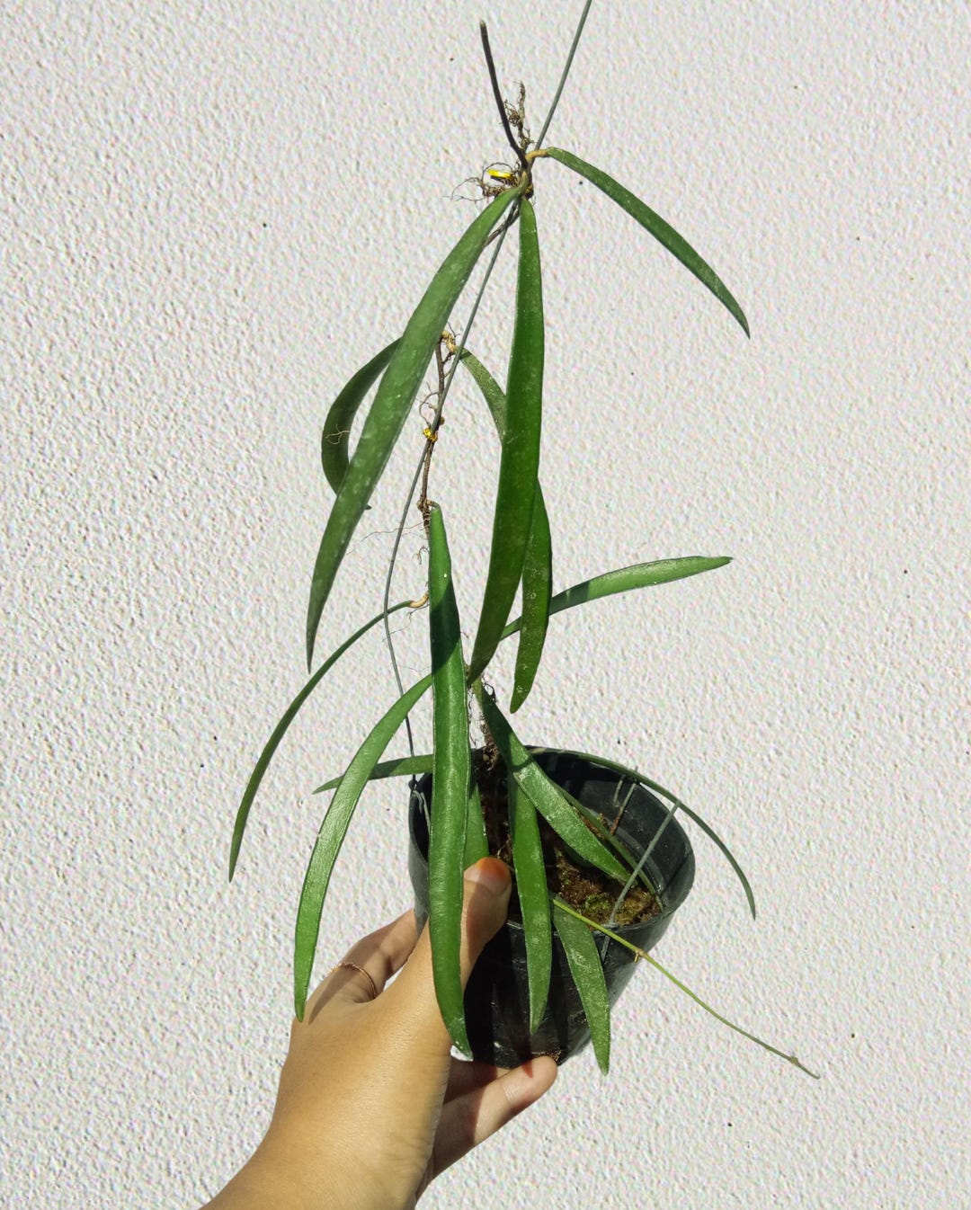 Hoya Bamboo Has Unique and Beautiful Leaves - Etsy