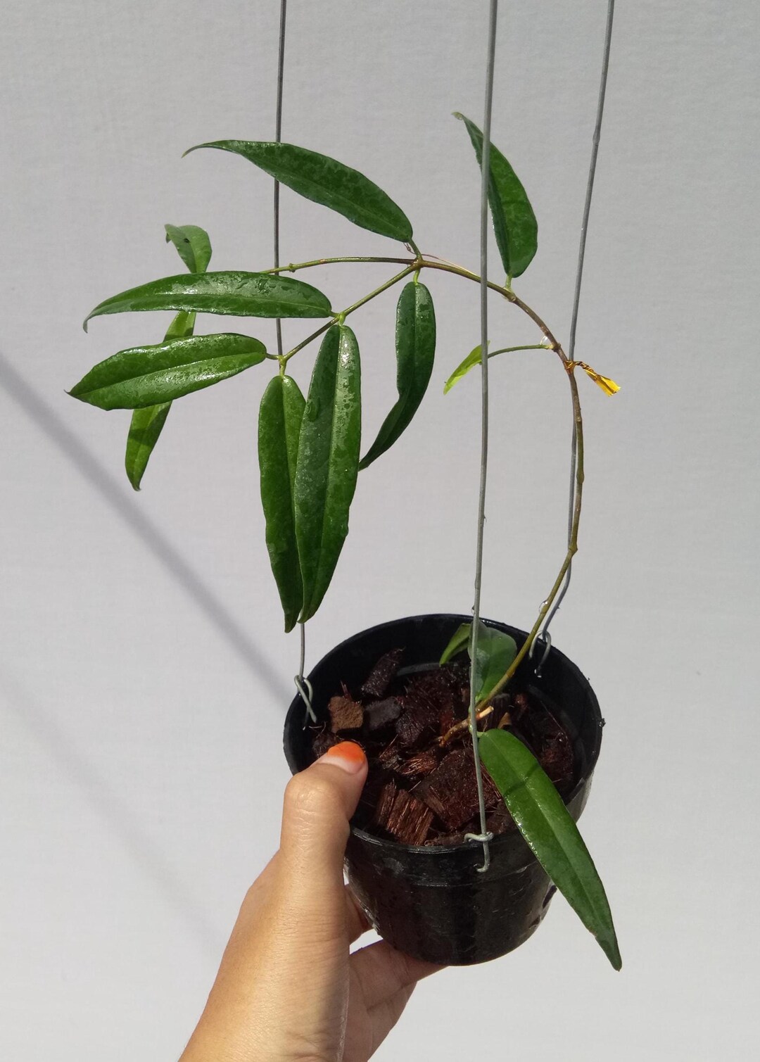 Hoya Paradisea Very Attractive Leaves Best Quality Top - Etsy