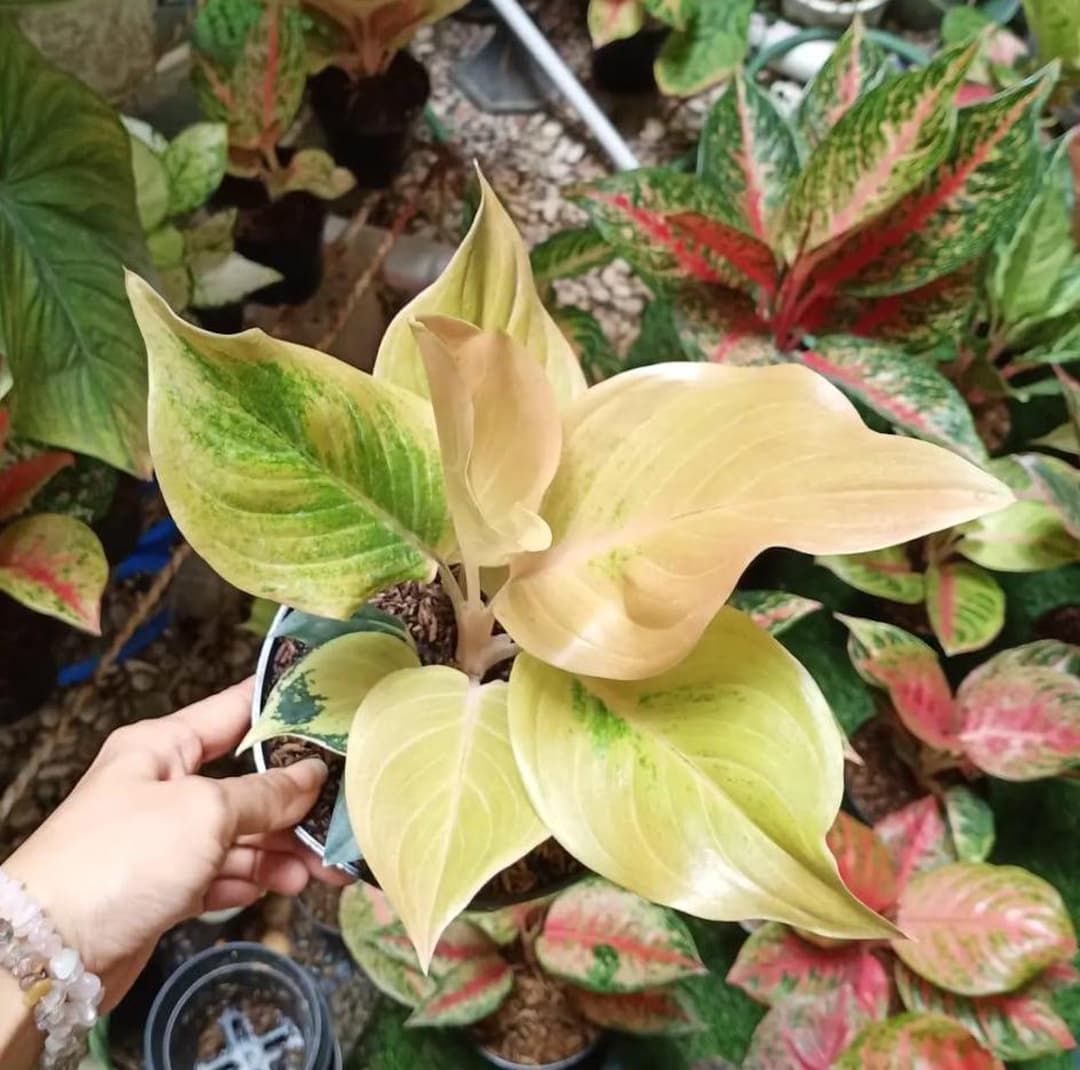 Aglaonema Golden Love Very Beautiful Leaf Fast Growing Perfect ...
