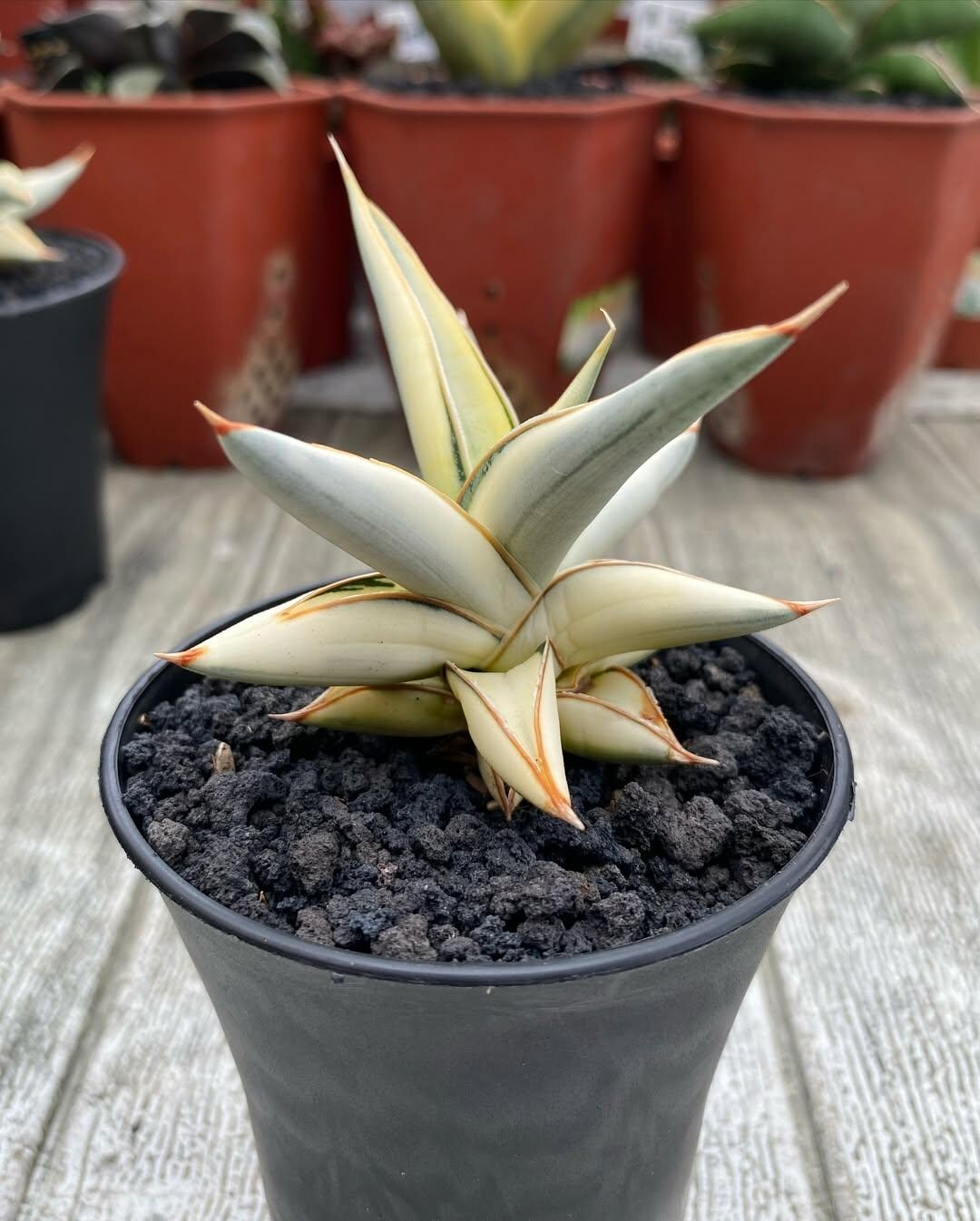 Sansevieria Blue Clone Mutation Full Albo Has Unique and Beautiful ...