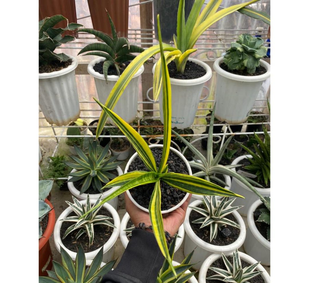 Sansevieria Parva Lancet Yellow Variegated Has Unique and Beautiful ...