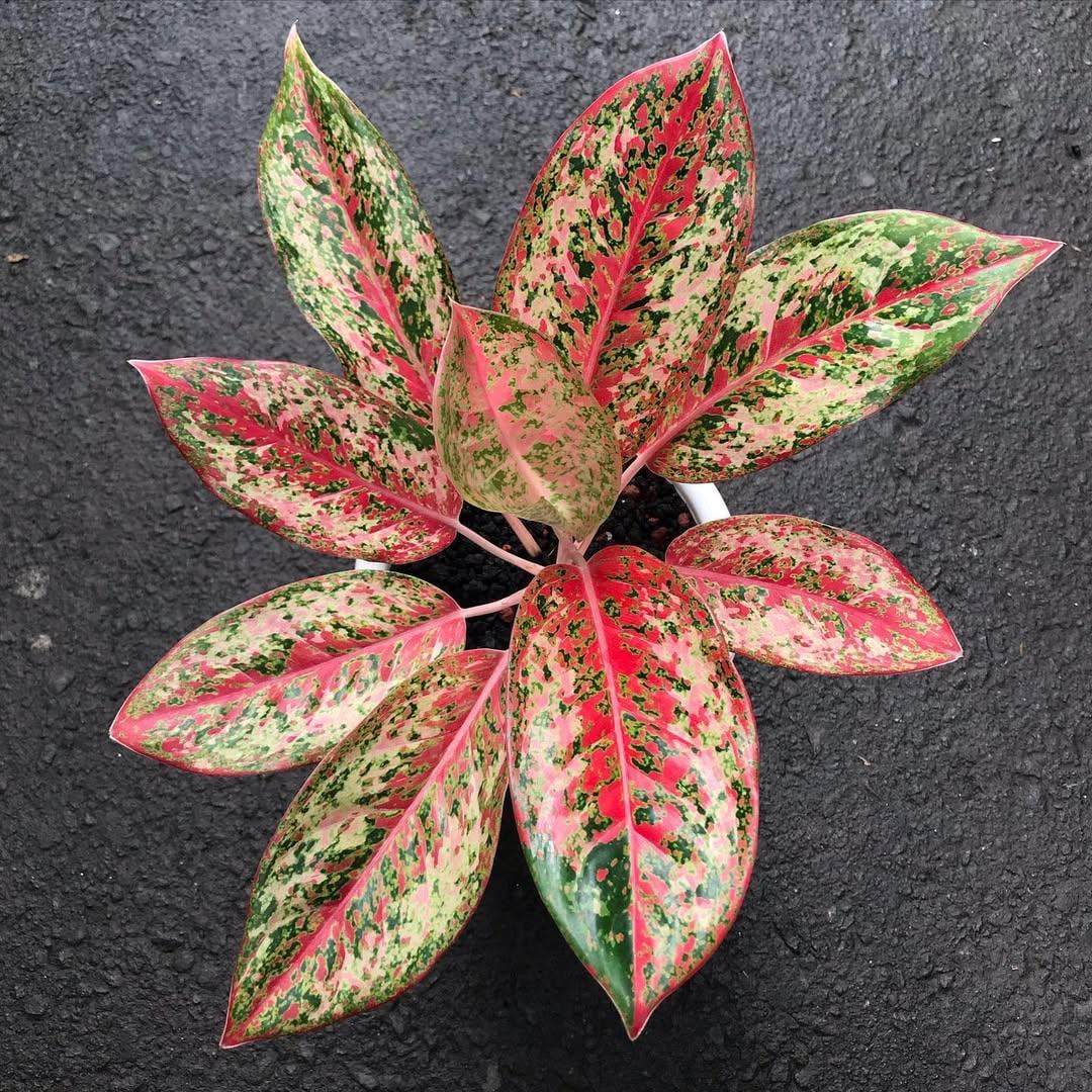 Aglaonema Coconut Delight Very Beautiful Leaf Fast Growing Perfect ...