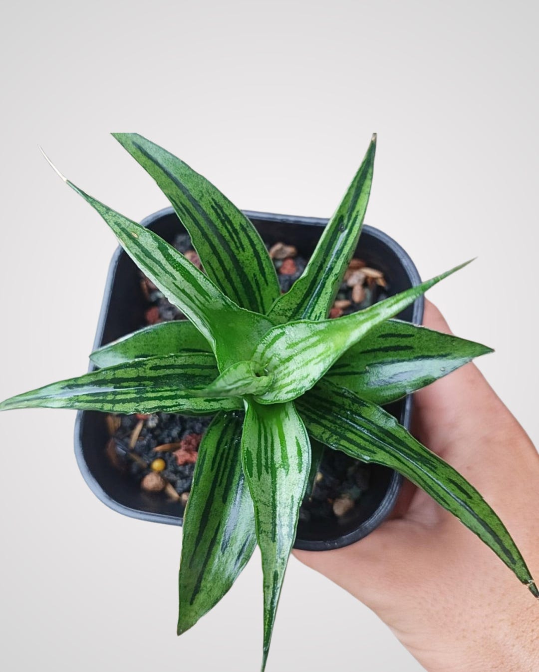 Sansevieria Hybrid Bianca Very Beautiful Leaf Fast Growing Perfect Condition Fast Shipping - Etsy