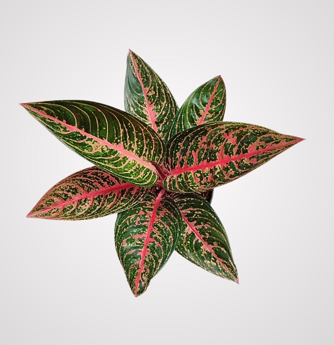 Aglaonema Ariana Very Beautiful Leaf Fast Growing Perfect Condition ...