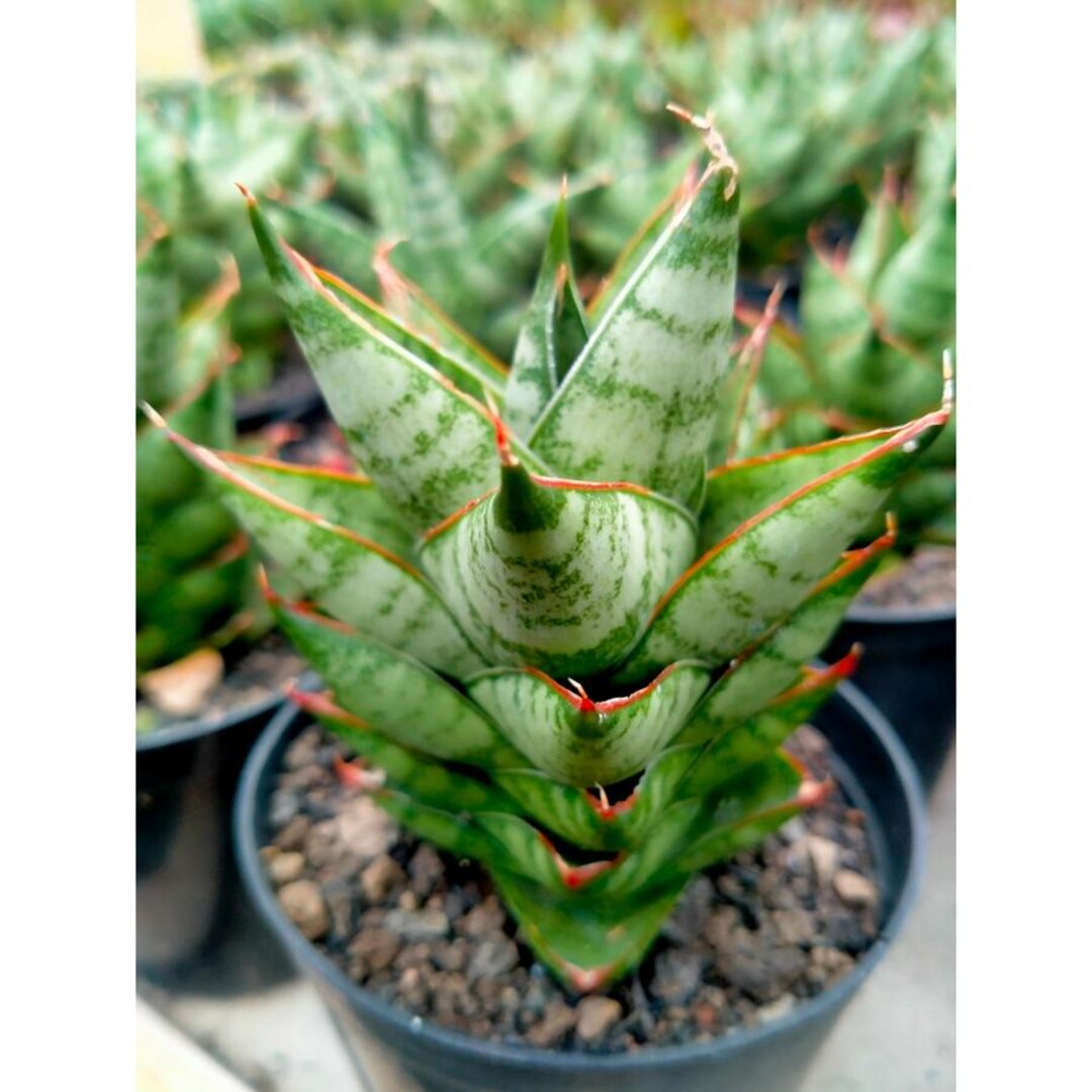 Sansevieria Hybrid Pagoda Has Unique and Beautiful Leaf Motif Perfect Best Quality - Etsy