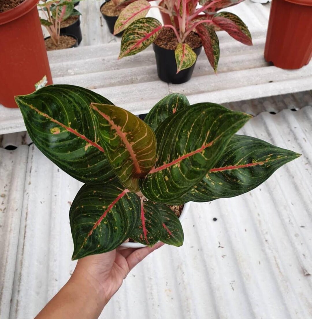 Aglaonema Black Widuri Very Beautiful Leaf Fast Growing Perfect ...