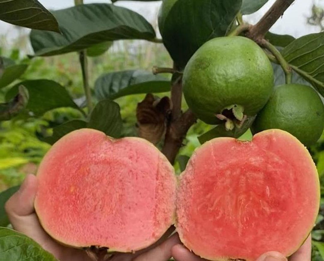 Grafted Red Breadfruit Guava Fruit Tree Delicious Taste Perfect ...