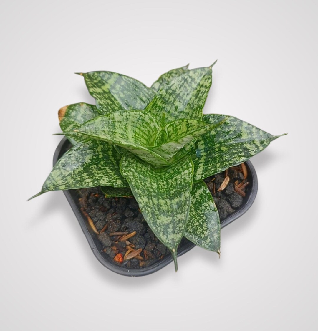 Sansevieria Hybrid Mosar Has Unique and Beautiful Leaf Motif Perfect ...
