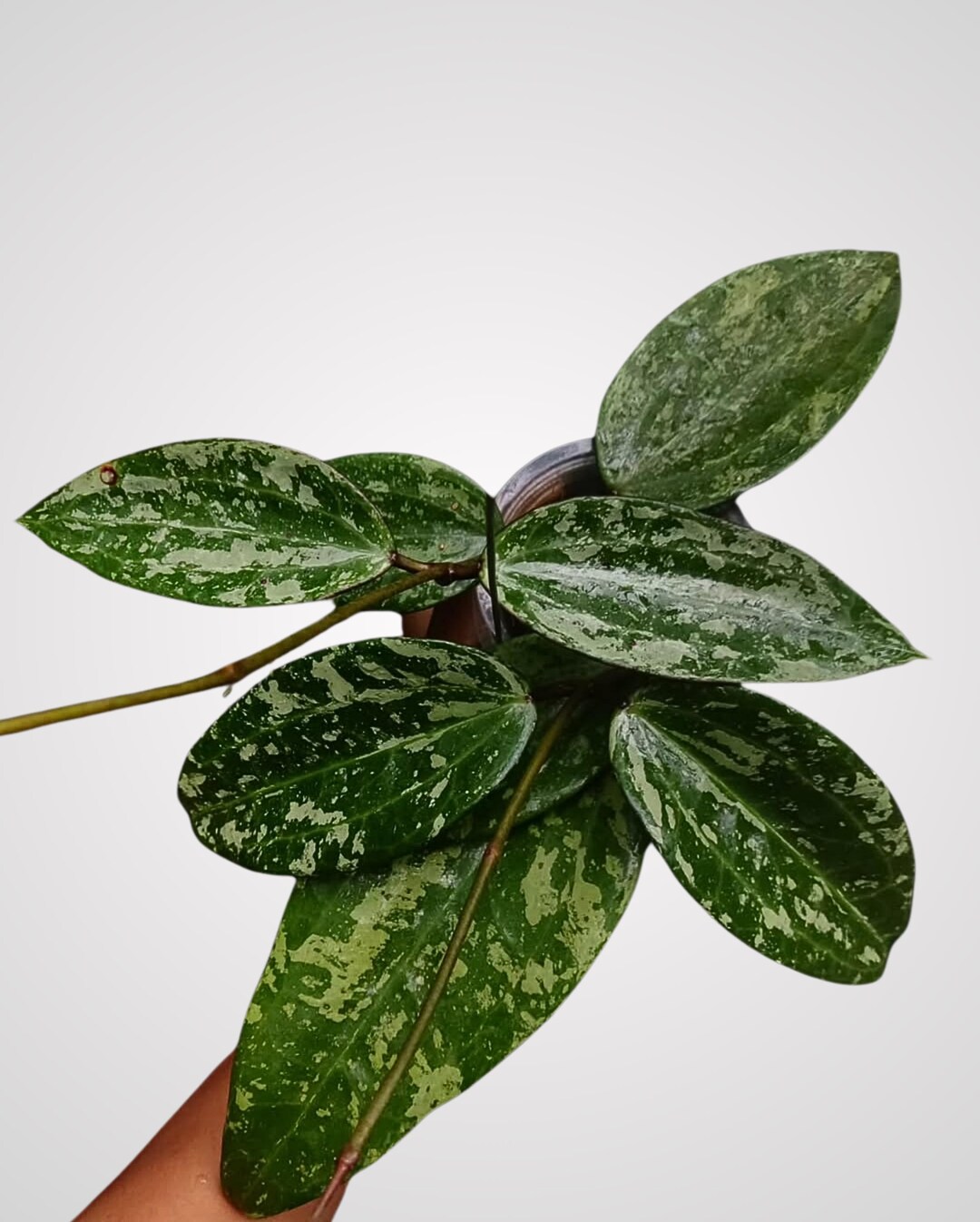 Hoya Macrophylla Splash Has Unique and Beautiful Leaf Veins, Best ...