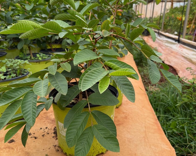 Guava Tree Live Plant | Tropical Fruit Tree, Fast Growing, Organic, Edible Fruits for Indoor ...