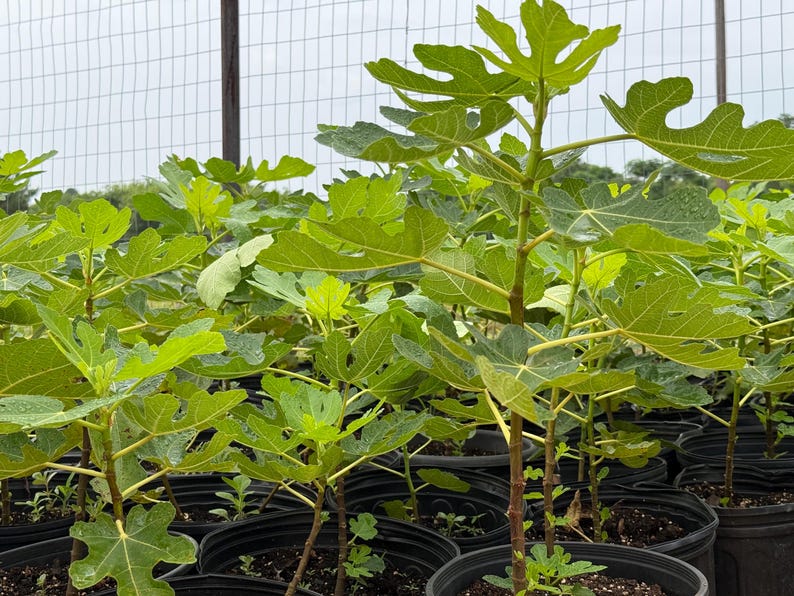 Fig Tree Live Plant | Sweet Edible Figs, Fast-growing Fruit Tree ...