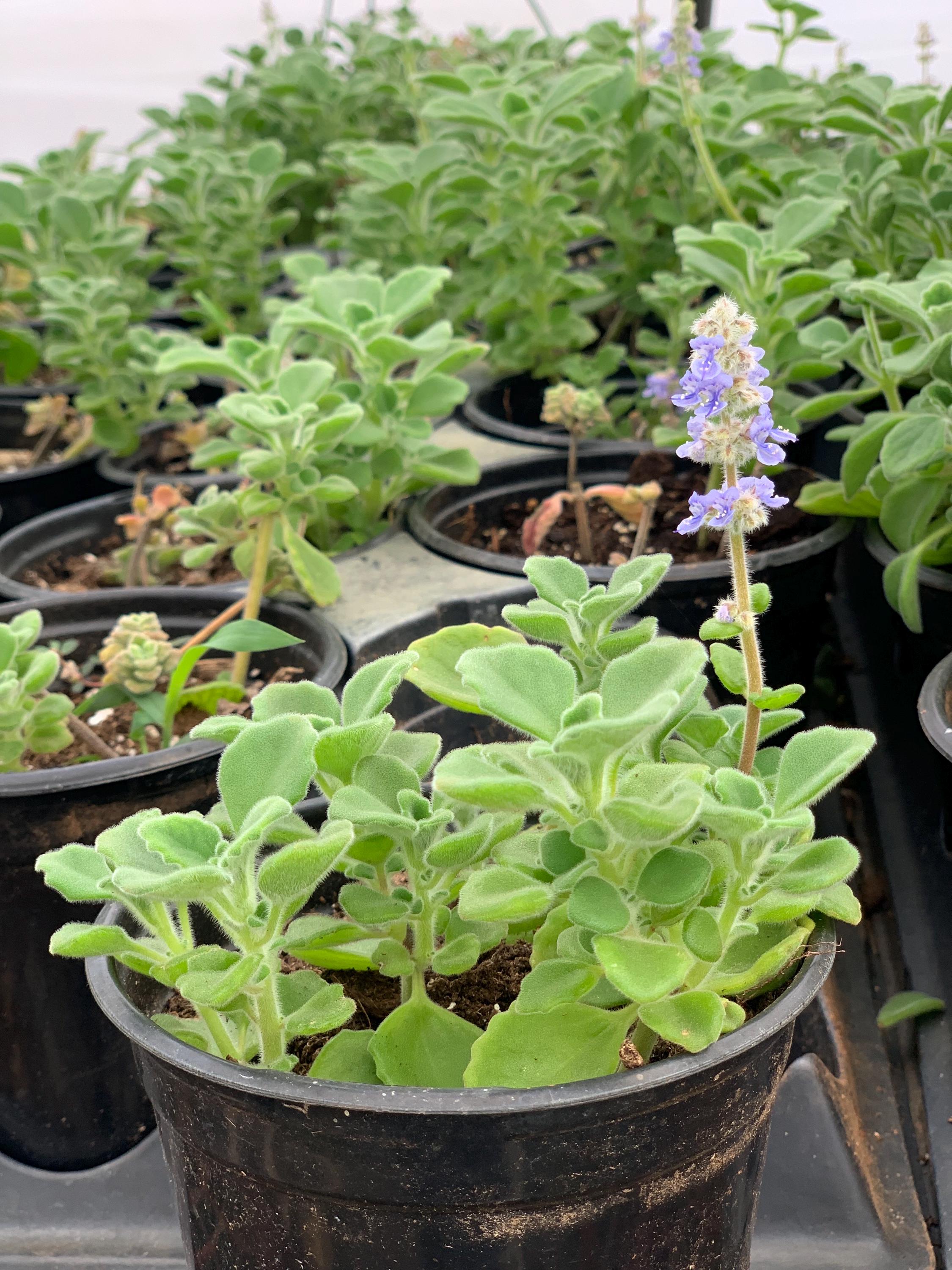 Vicks Plant (plectranthus Tomentosa) – Fragrant, Easy-care Succulent ...