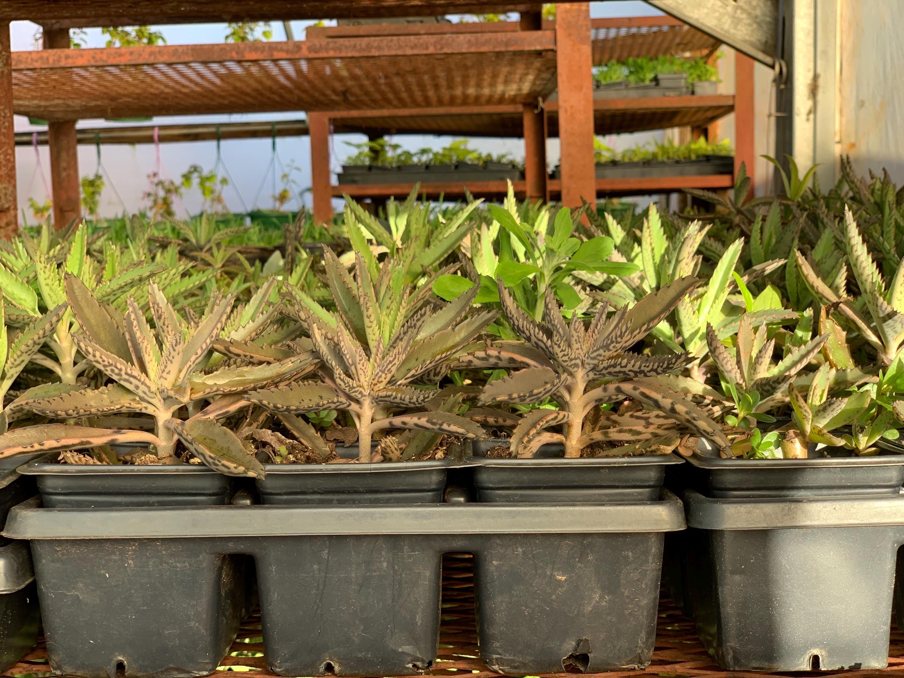 Mother of Thousands -kalanchoe Daigremontiana , Alligator Plant or ...