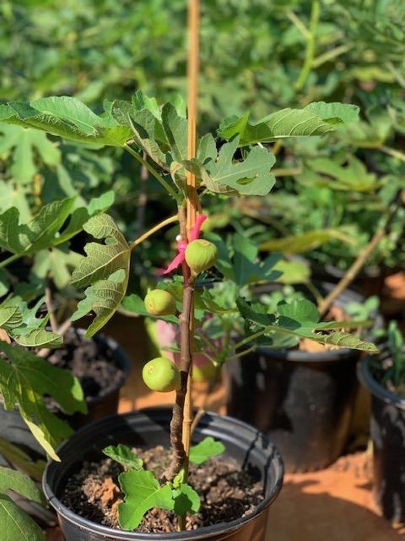Fig Tree Live Plant | Sweet Edible Figs, Fast-growing Fruit Tree ...