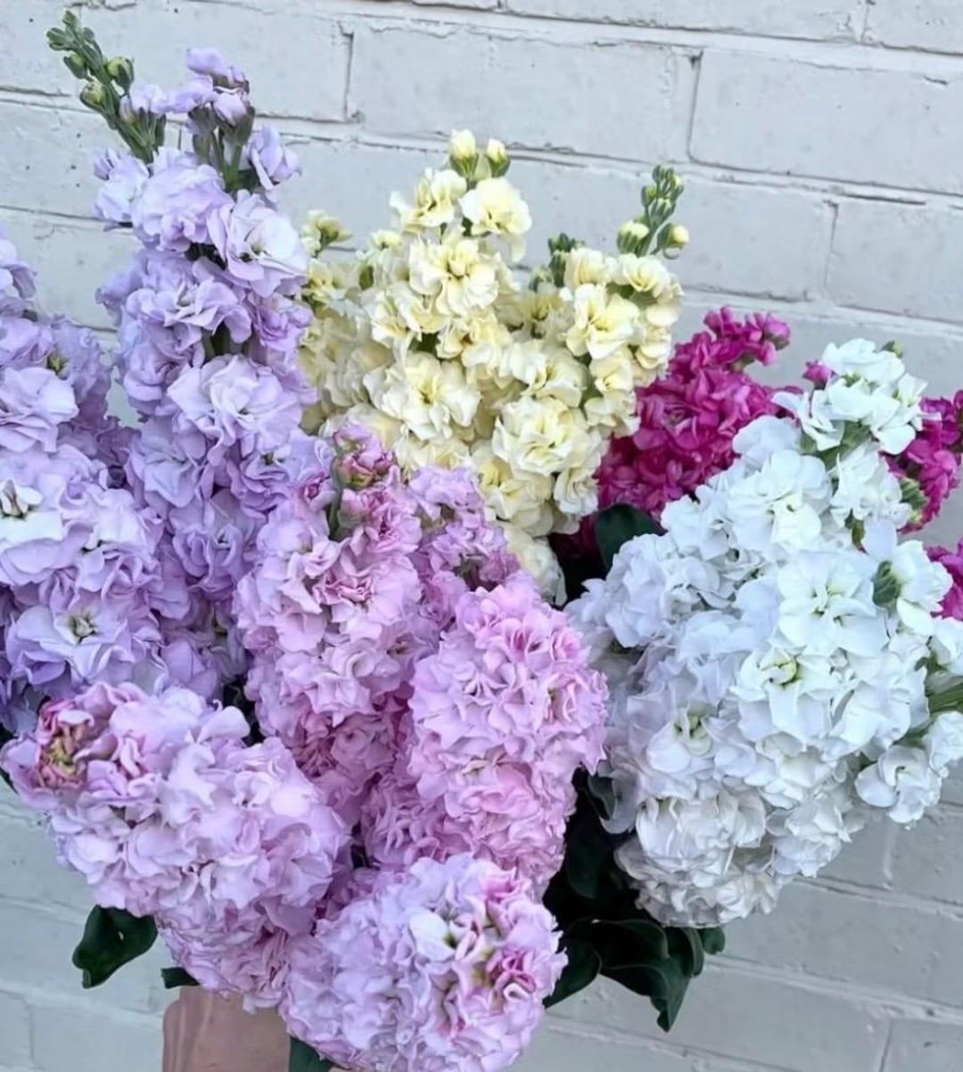 Letter Box Flowers- Mixed Scented Stocks - Etsy UK