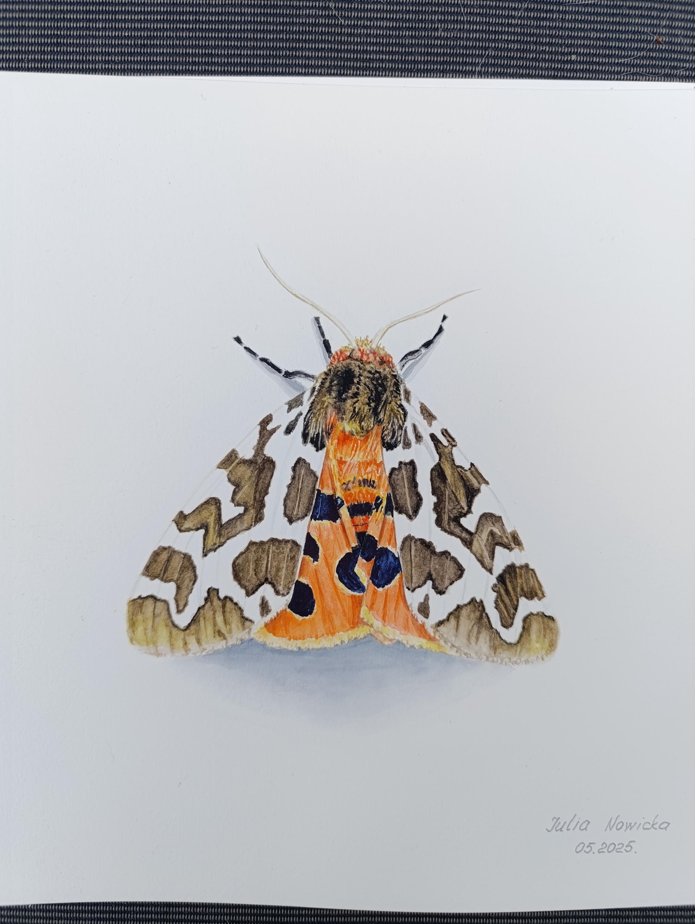 Hand-painted Moth Art: Botanical Watercolor Painting (26x26cm) - Etsy
