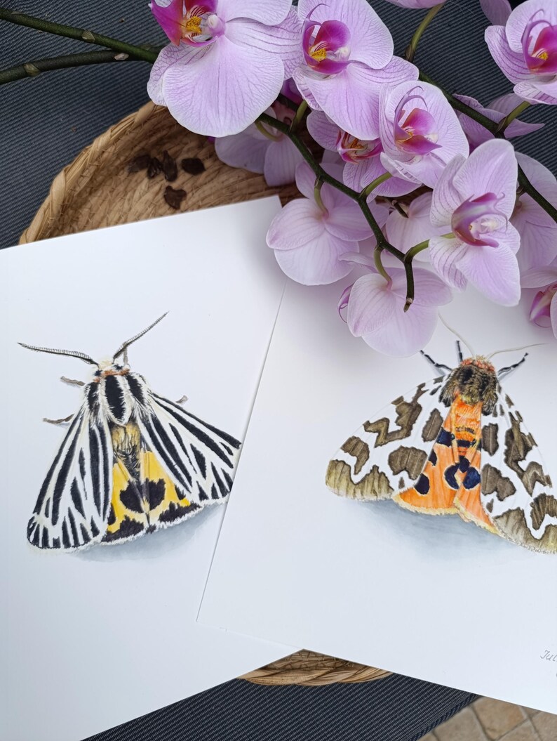 Hand-painted Moth Art: Botanical Watercolor Painting (26x26cm) - Etsy