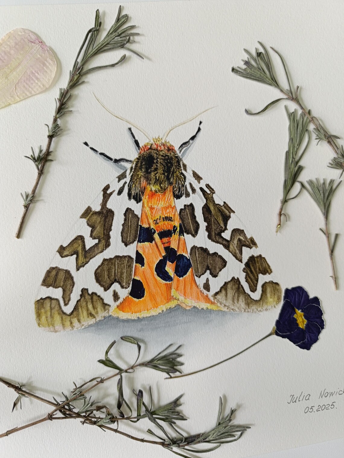 Hand-painted Moth Art: Botanical Watercolor Painting (26x26cm) - Etsy