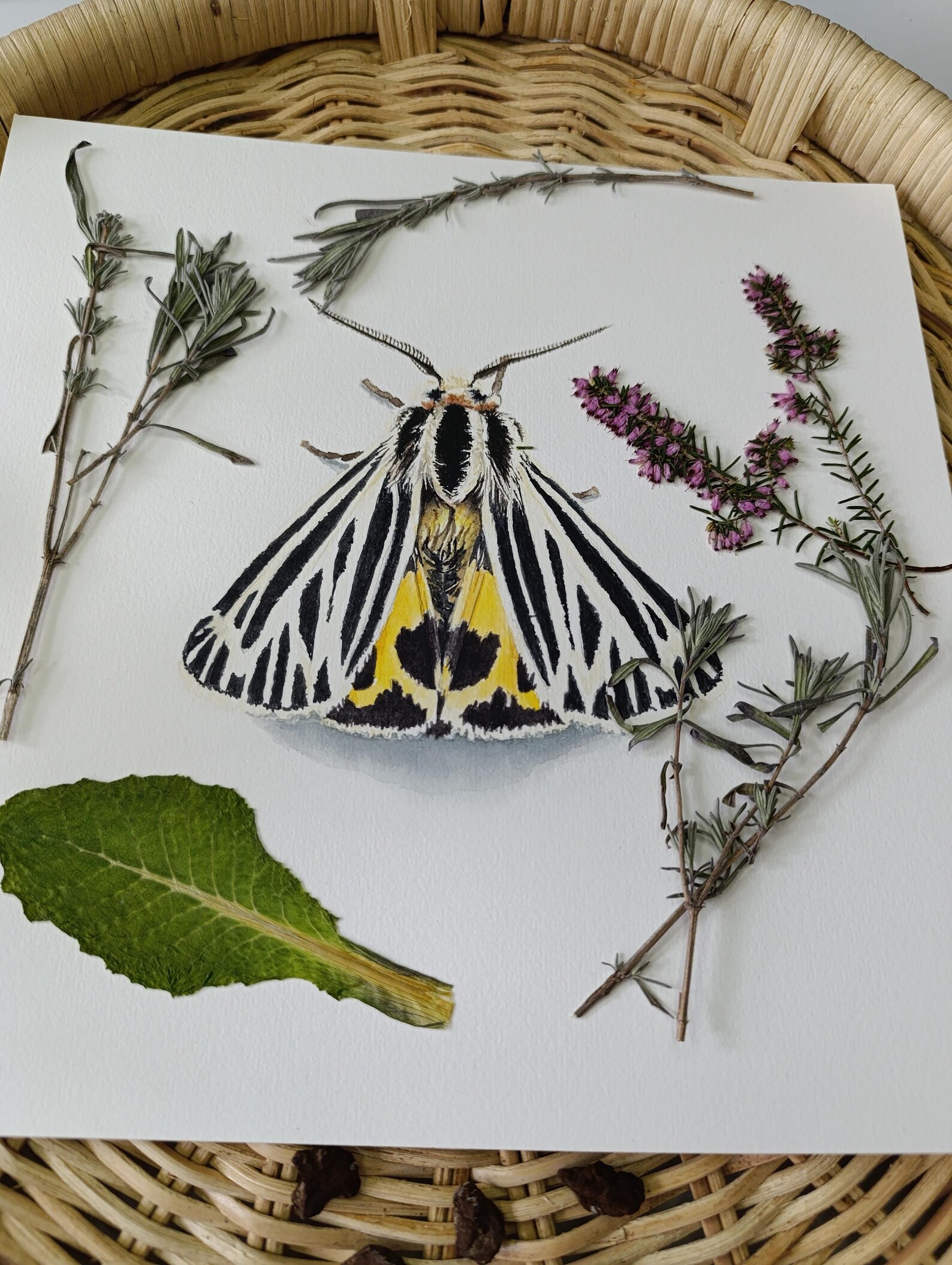 Hand-painted Moth Art: Botanical Watercolor Painting (26x26cm) - Etsy