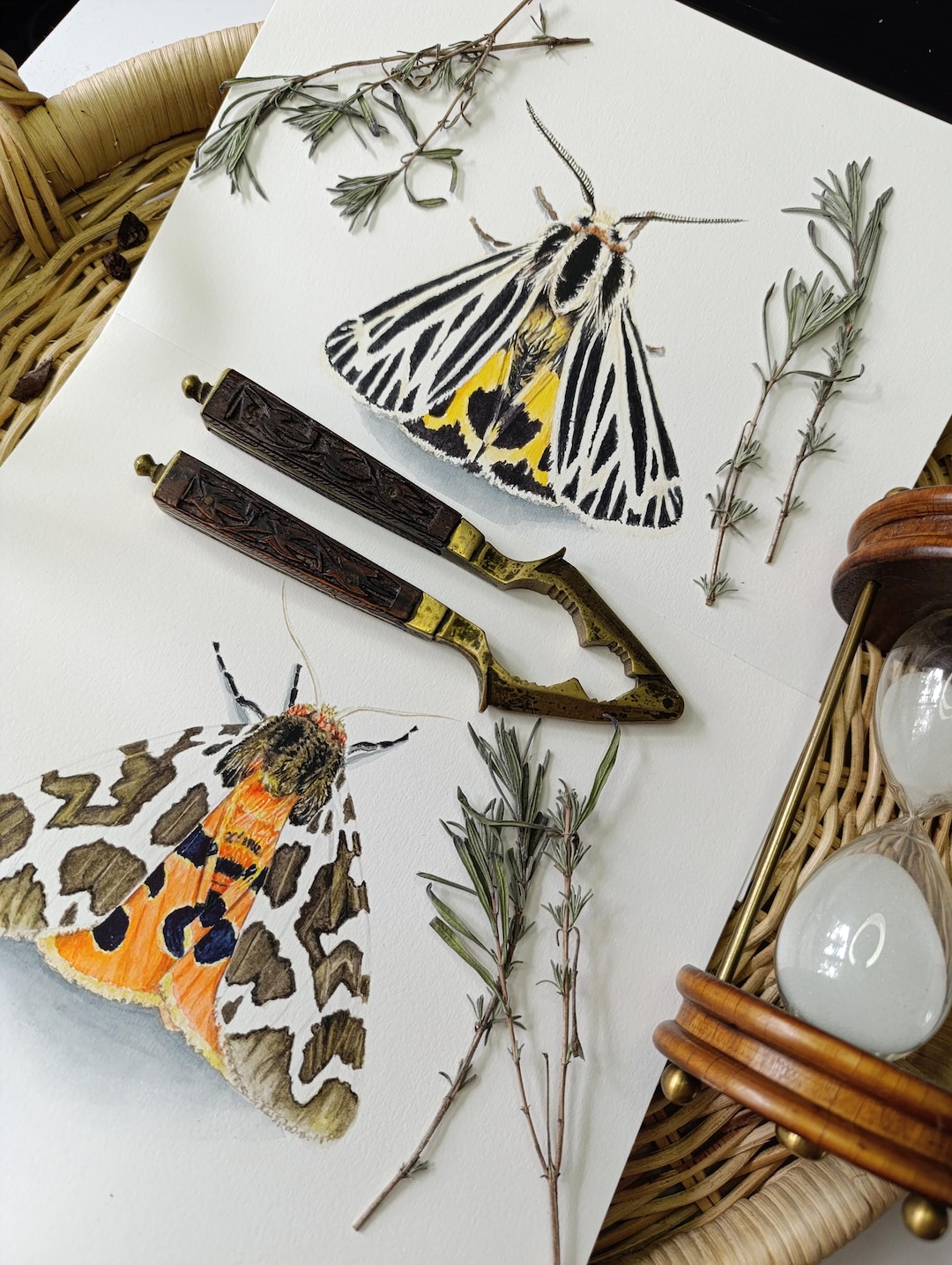 Hand-painted Moth Art: Botanical Watercolor Painting (26x26cm) - Etsy