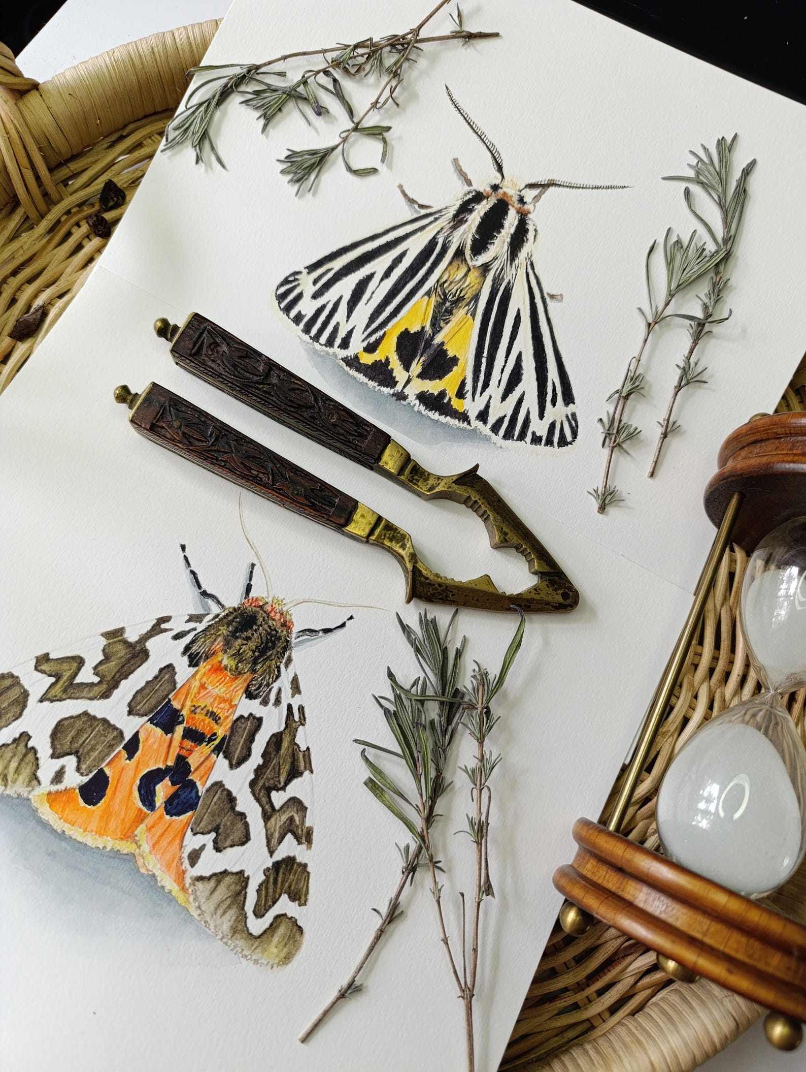 Hand-painted Moth Art: Botanical Watercolor Painting (26x26cm) - Etsy