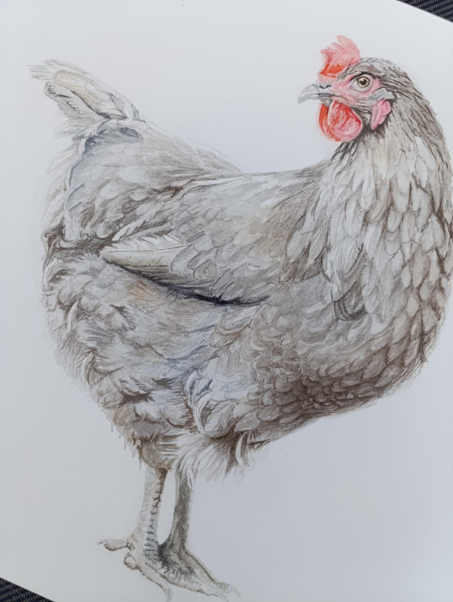 Hand-painted Watercolor Chicken Art: Farmhouse Kitchen Decor - Etsy