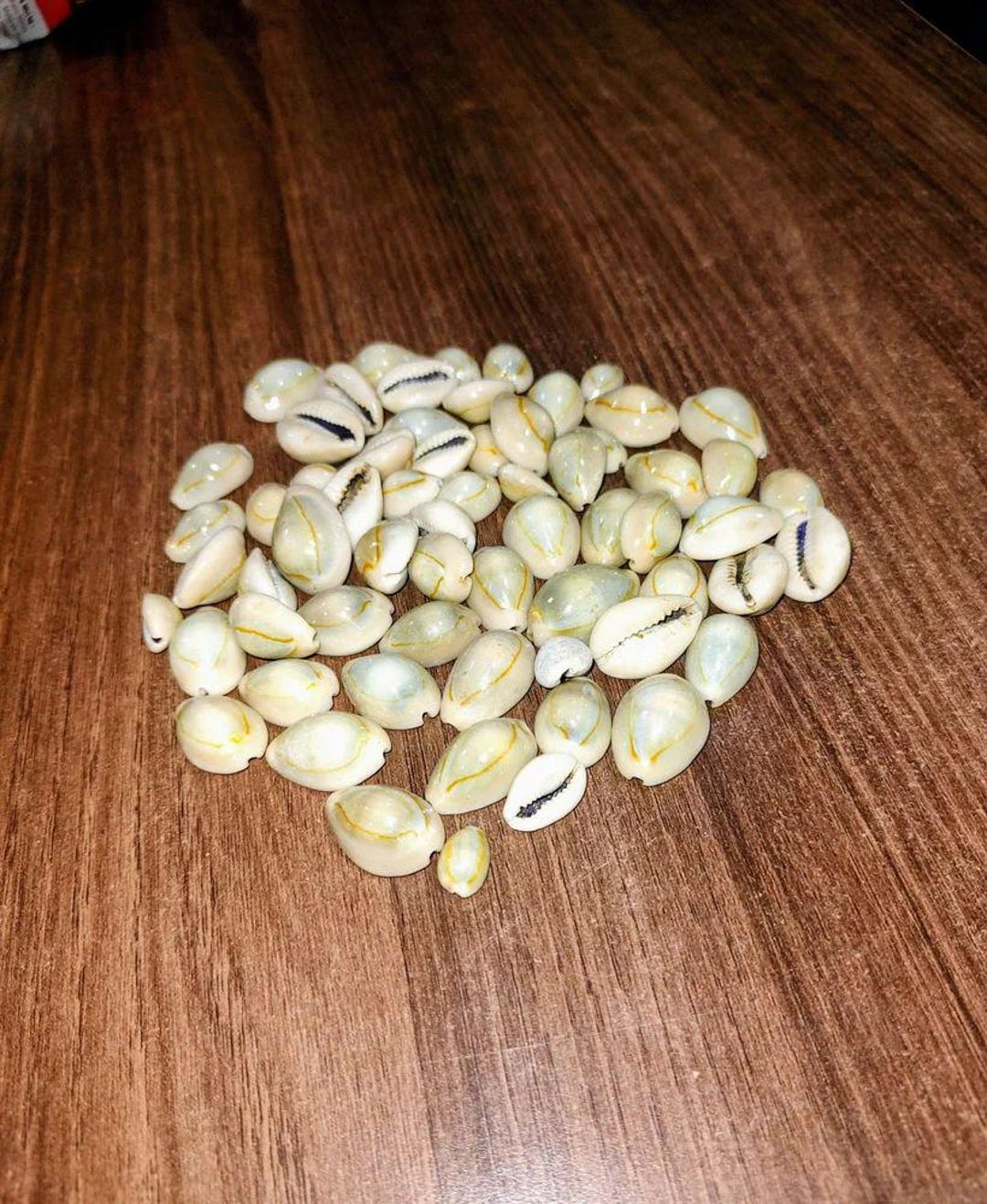 Rare Pila Kodi Cowrie Shell for Vastu & Astrology - Etsy