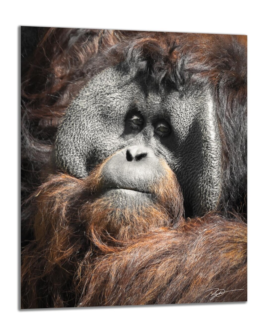 Orangutang Picture / Left Turn Clyde / Wildlife Art / Borneo and ...