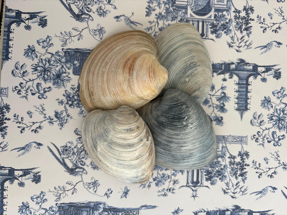 Clam Shells / Seashells for Crafts / Decoupage / Craft Shells - Etsy