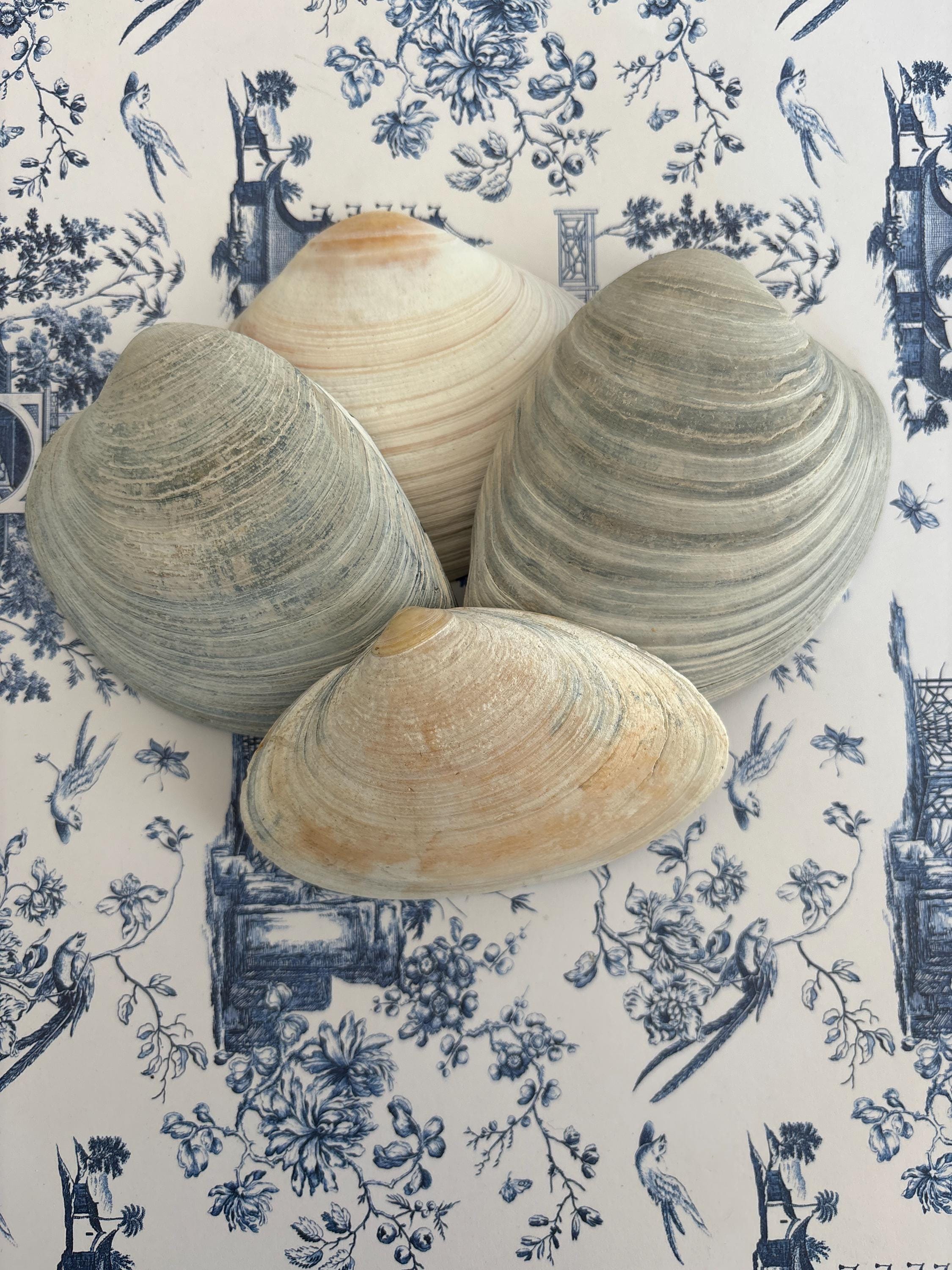 Clam Shells / Seashells for Crafts / Decoupage / Craft Shells - Etsy