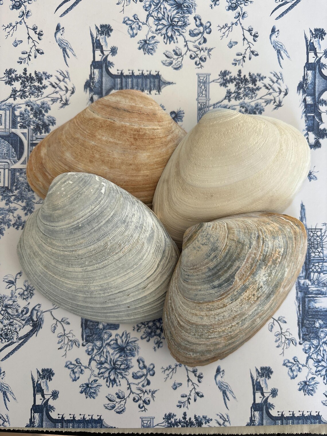 Clam Shells / Seashells for Crafts / Decoupage / Craft Shells - Etsy