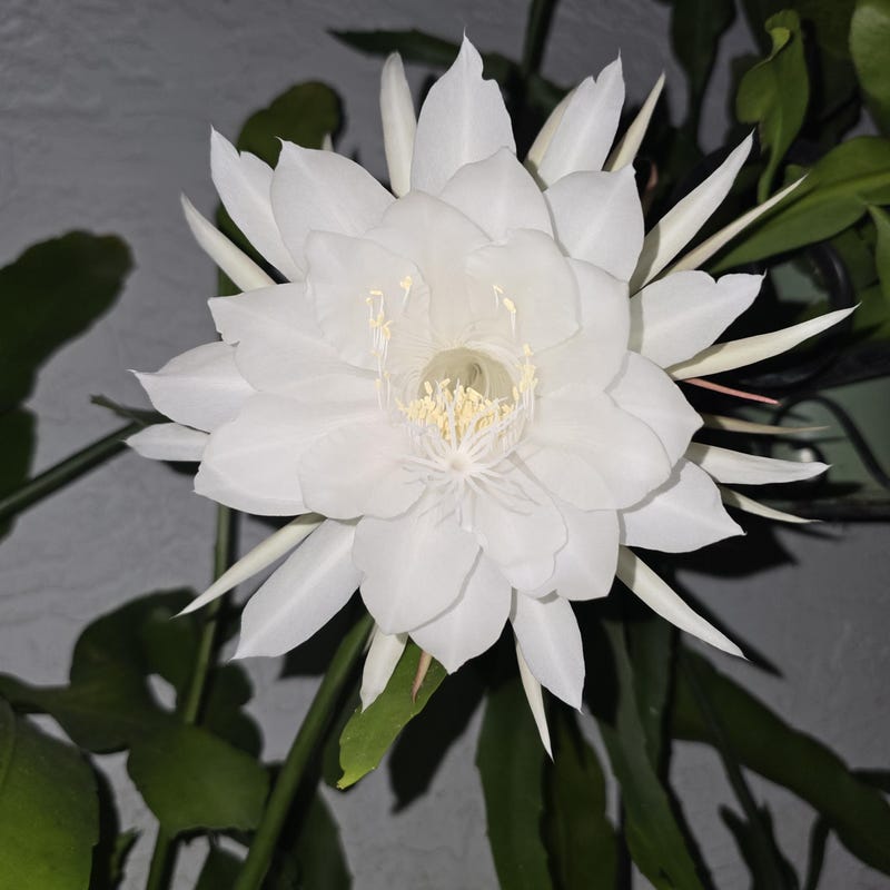 Queen of the Night - Etsy