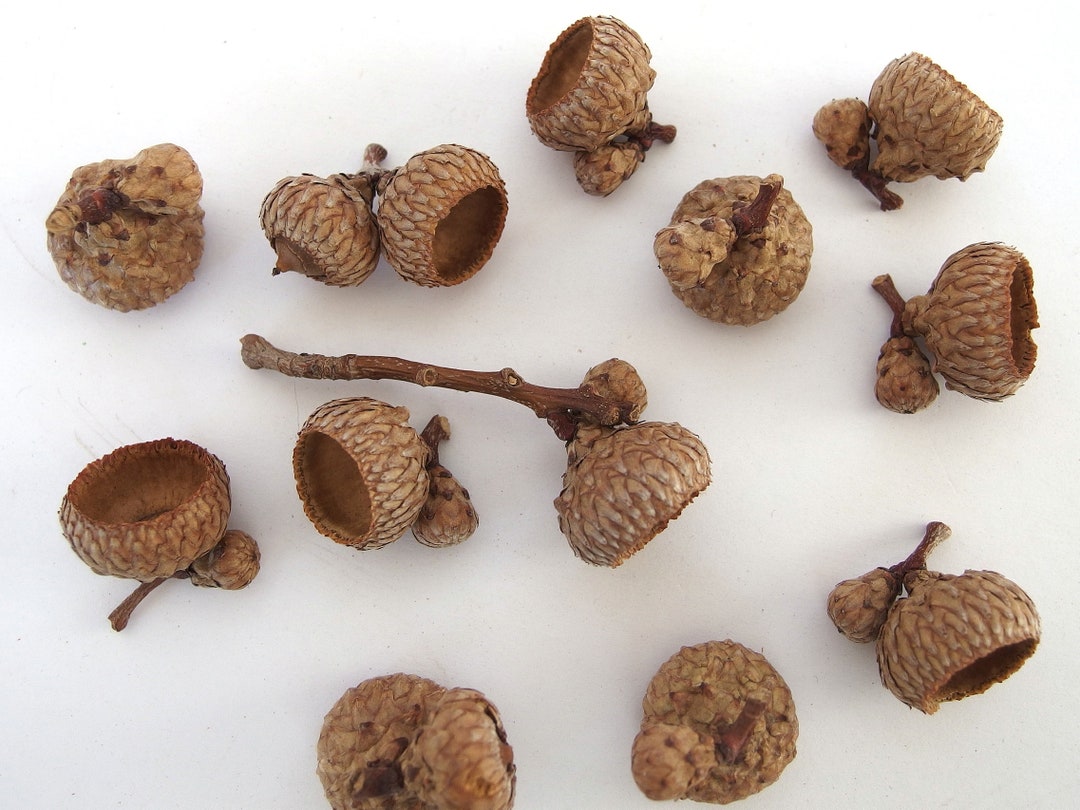 10 Unfinished MEDIUM FANCY Oak Acorn Caps, Cr20w - Etsy