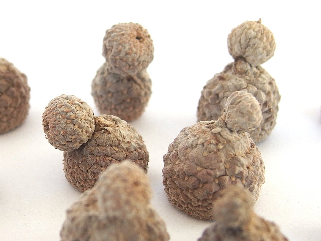 25 SMALL FANCY Oak Acorn Caps, Valley Oak Tops From California, Quercus ...