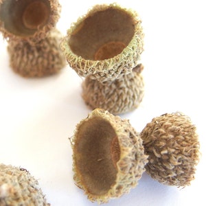 Mixture Unfinished MEDIUM Oak Acorn Caps, 12 Plain, 2 Doubles, 2 Fancy ...