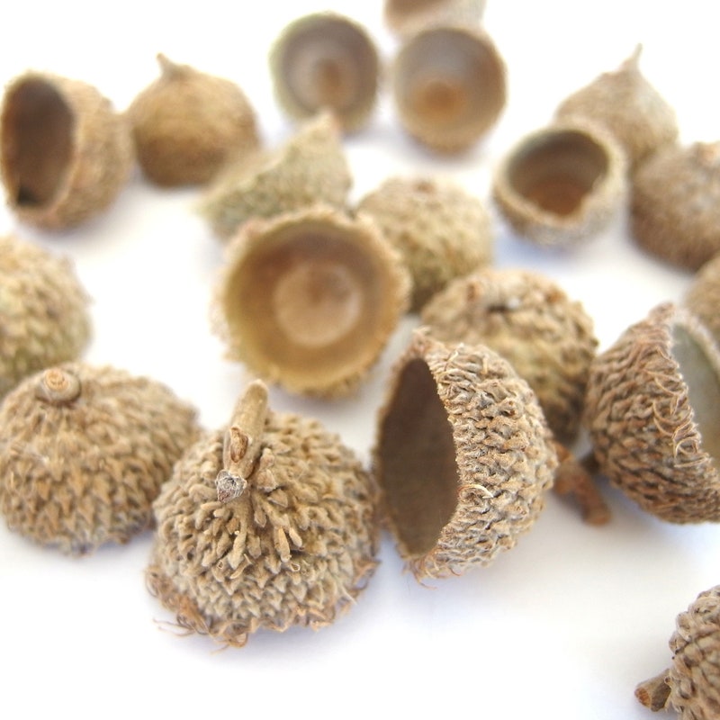 Burr Oak Acorn Caps - Etsy